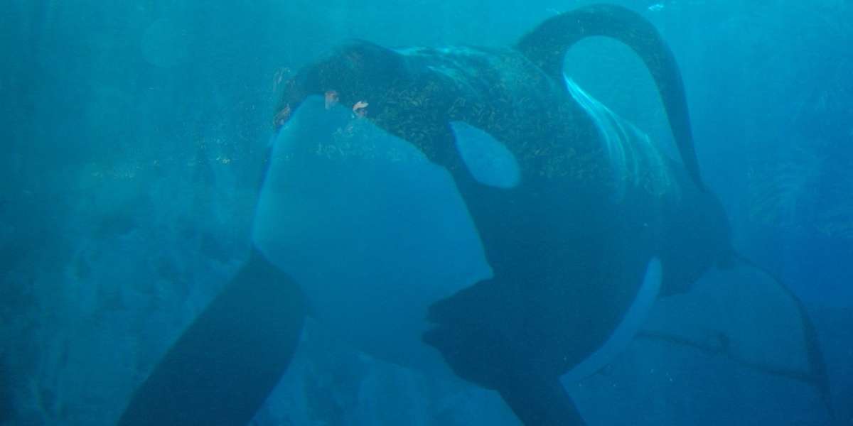 TiliLeaks: Watch Unearthed Footage Of Tilikum Trapped In A Too-Small Tank - The Dodo