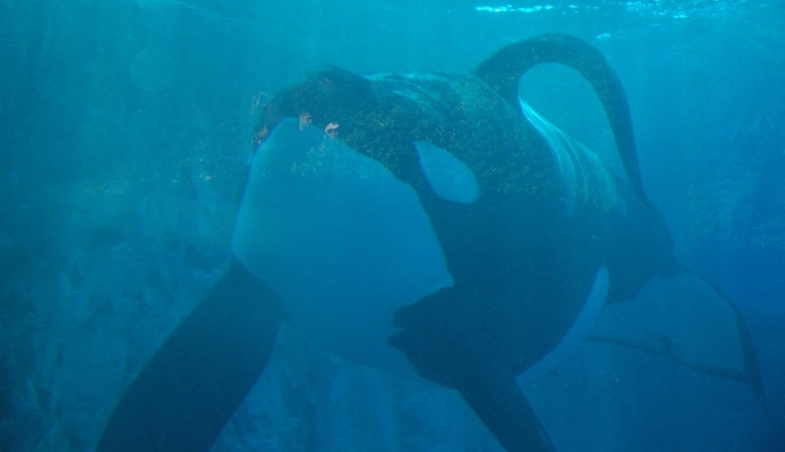 TiliLeaks: Watch Unearthed Footage Of Tilikum Trapped In A Too-Small ...