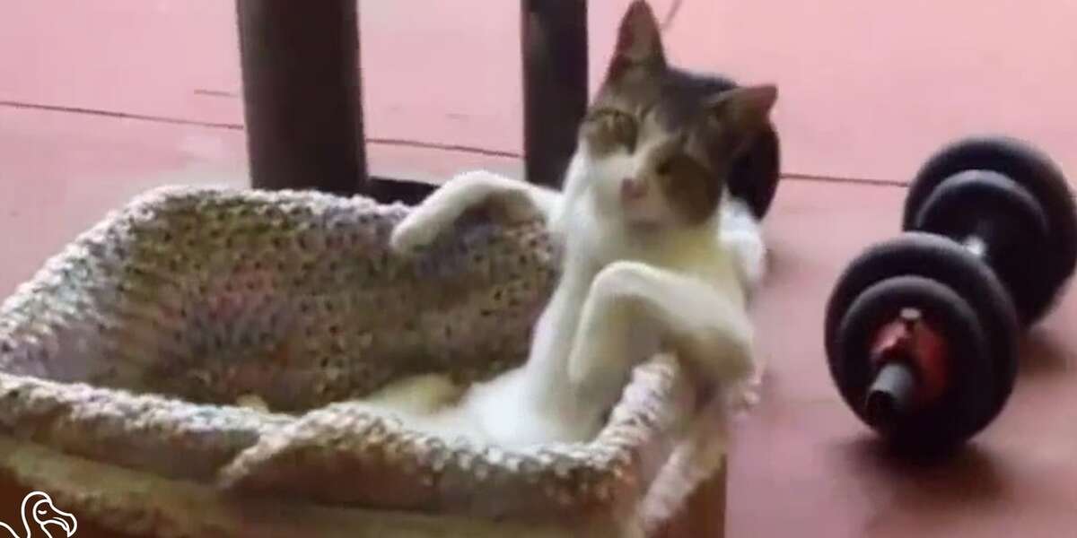 WATCH: Bro Cats Being Total Bros - The Dodo