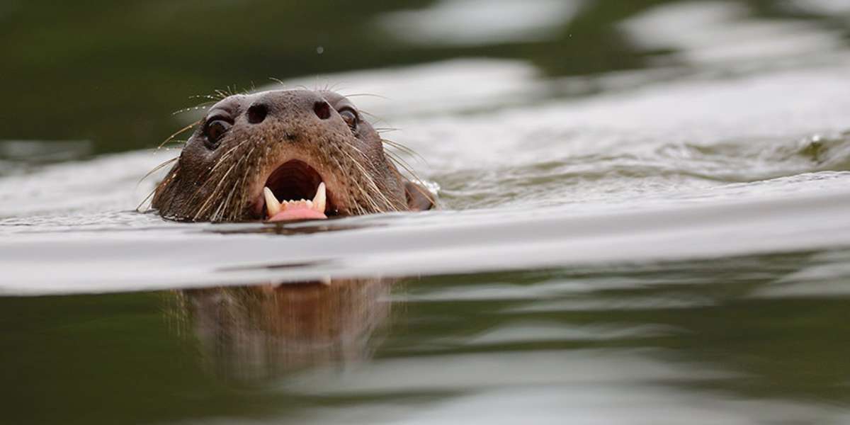 Lost River Otters Try Out Unique Skill In Search Of Their Family - The Dodo