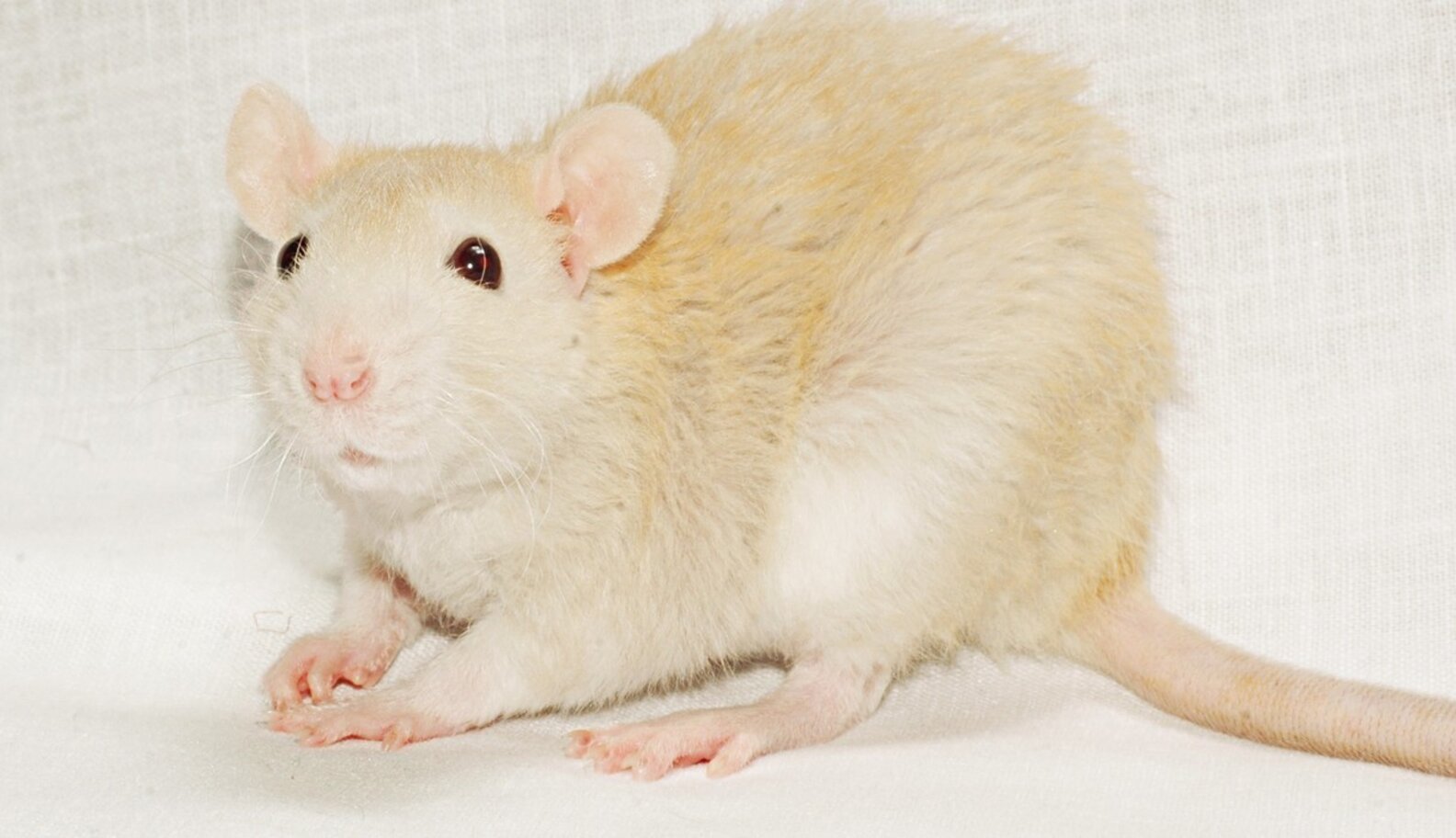 Here's One More Reason These Friendly Animals Don't Belong In Labs ...