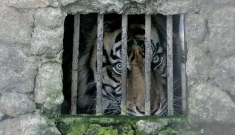 Blowing The Lid Off "The World's Cruelest Zoo" - The Dodo