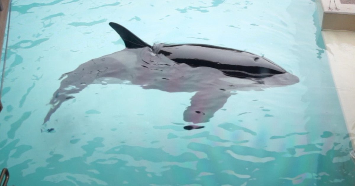 SeaWorld Orca Has Spent Almost 50 Years In A Tiny Tank - The Dodo