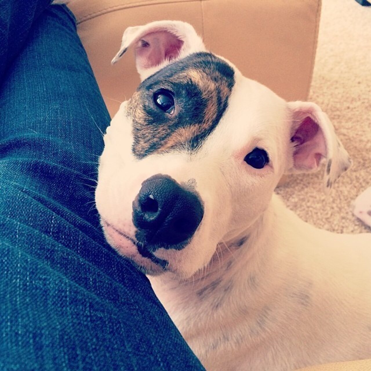 Sweet Blind Pit Bull Is Forced To Wear A Muzzle - The Dodo