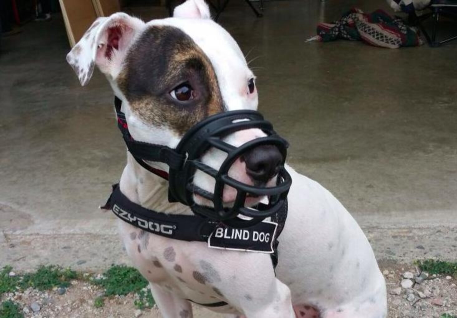 Sweet Blind Pit Bull Is Forced To Wear A Muzzle - The Dodo