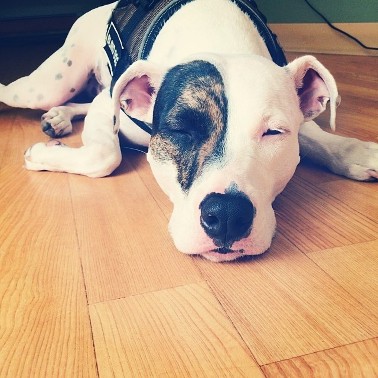 Sweet Blind Pit Bull Is Forced To Wear A Muzzle - The Dodo