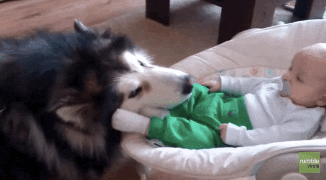 Big Dog Simply Refuses To Leave Little Baby's Side - The Dodo