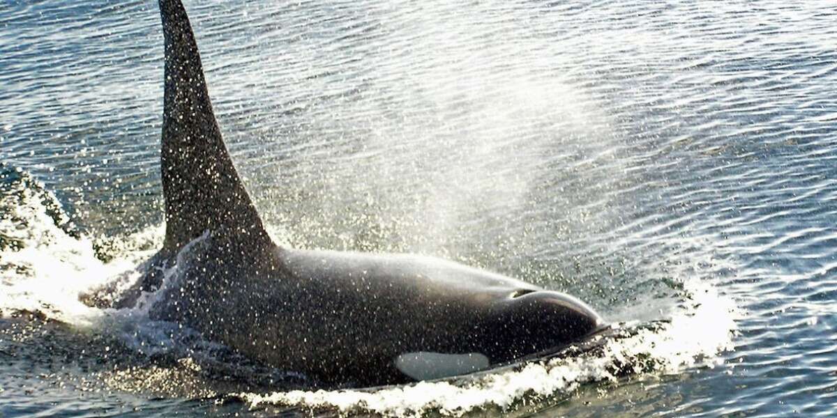 Celebrate Earth Day With A Huge Concert For Orca Freedom - The Dodo