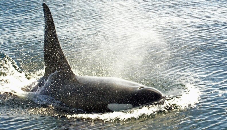 Celebrate Earth Day With A Huge Concert For Orca Freedom - The Dodo