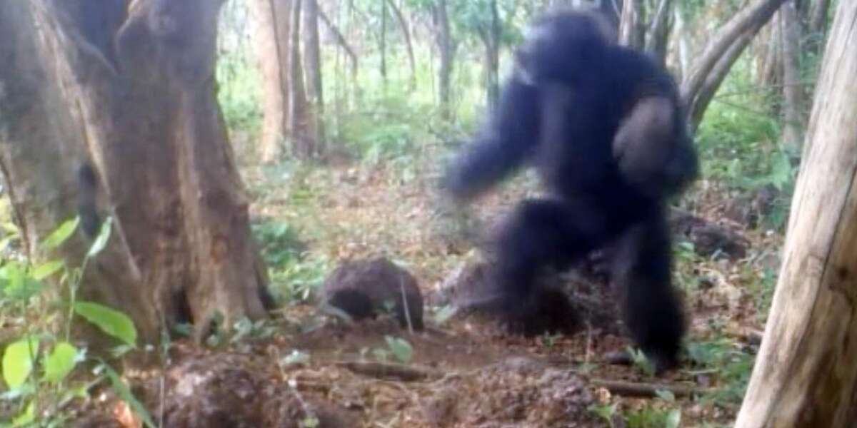 What These Chimps Were Filmed Doing Gave Researcher Goose Bumps - The Dodo