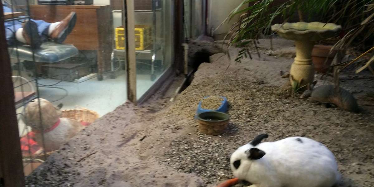 Dentist Brings Rescue Rabbits Right Into His Office - The Dodo