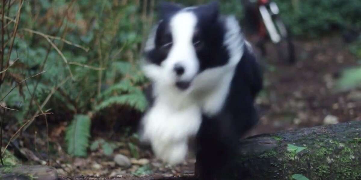Lightning-Fast Dog Races Mountain Biker Through A Forest - The Dodo