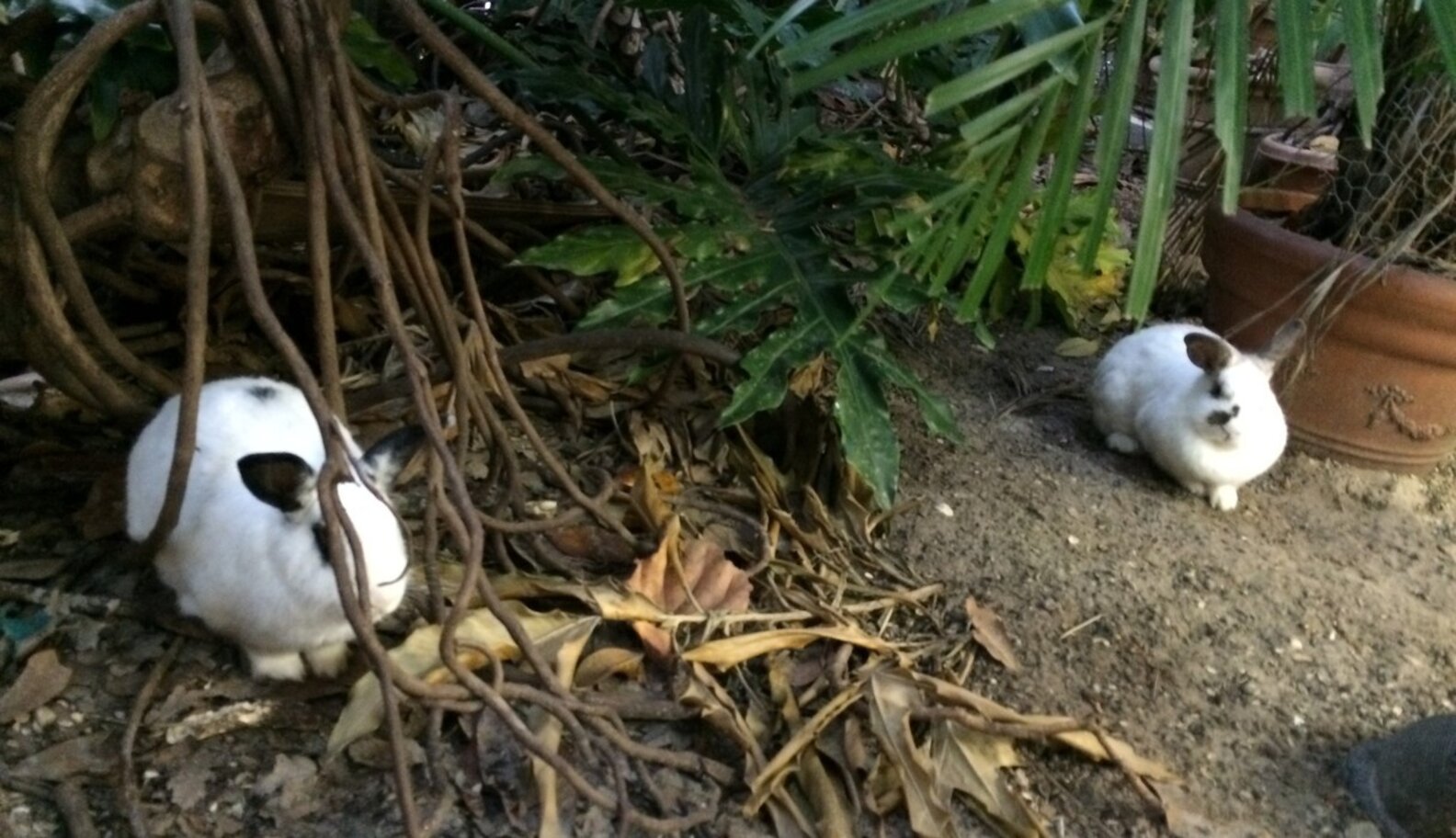 Dentist Brings Rescue Rabbits Right Into His Office - The Dodo