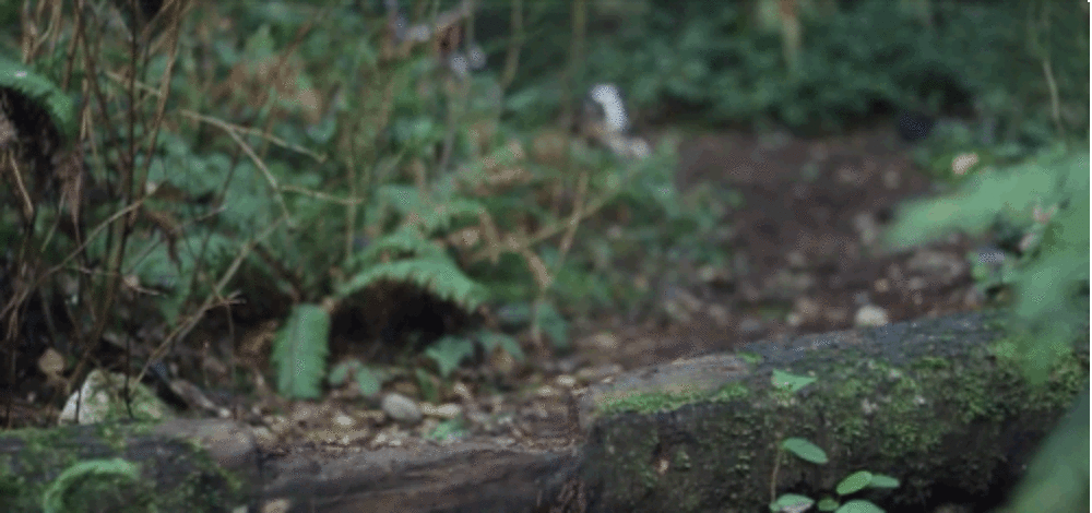 Lightning-Fast Dog Races Mountain Biker Through A Forest - The Dodo