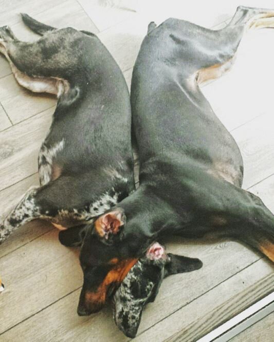 Do Same Breed Dogs Recognize Each Other? - The Dodo