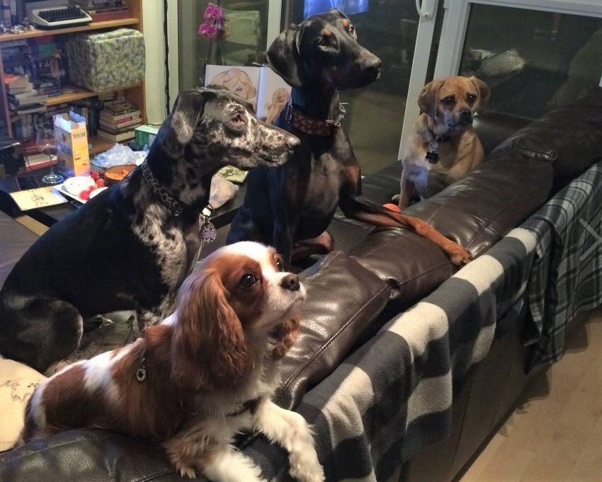 Do Same Breed Dogs Recognize Each Other? - The Dodo