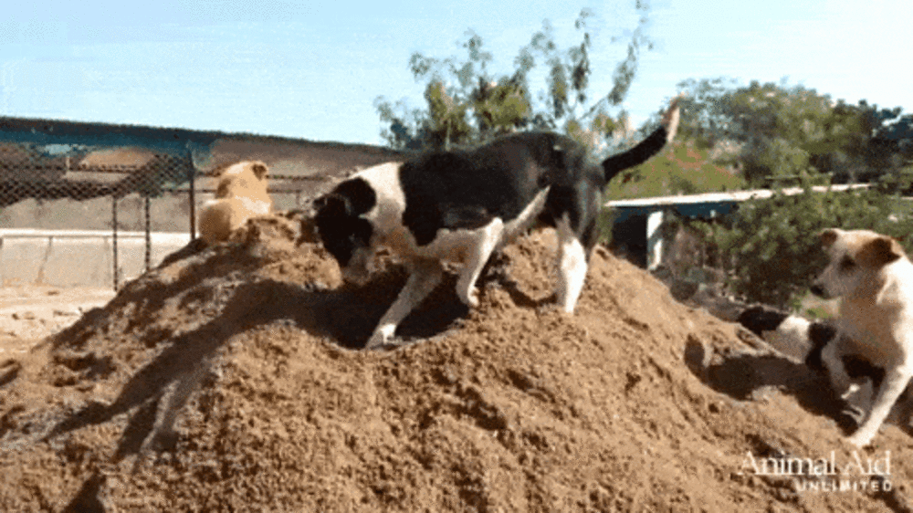 Watch These Rescued Dogs Transform A Pile Of Sand Into A Playground ...