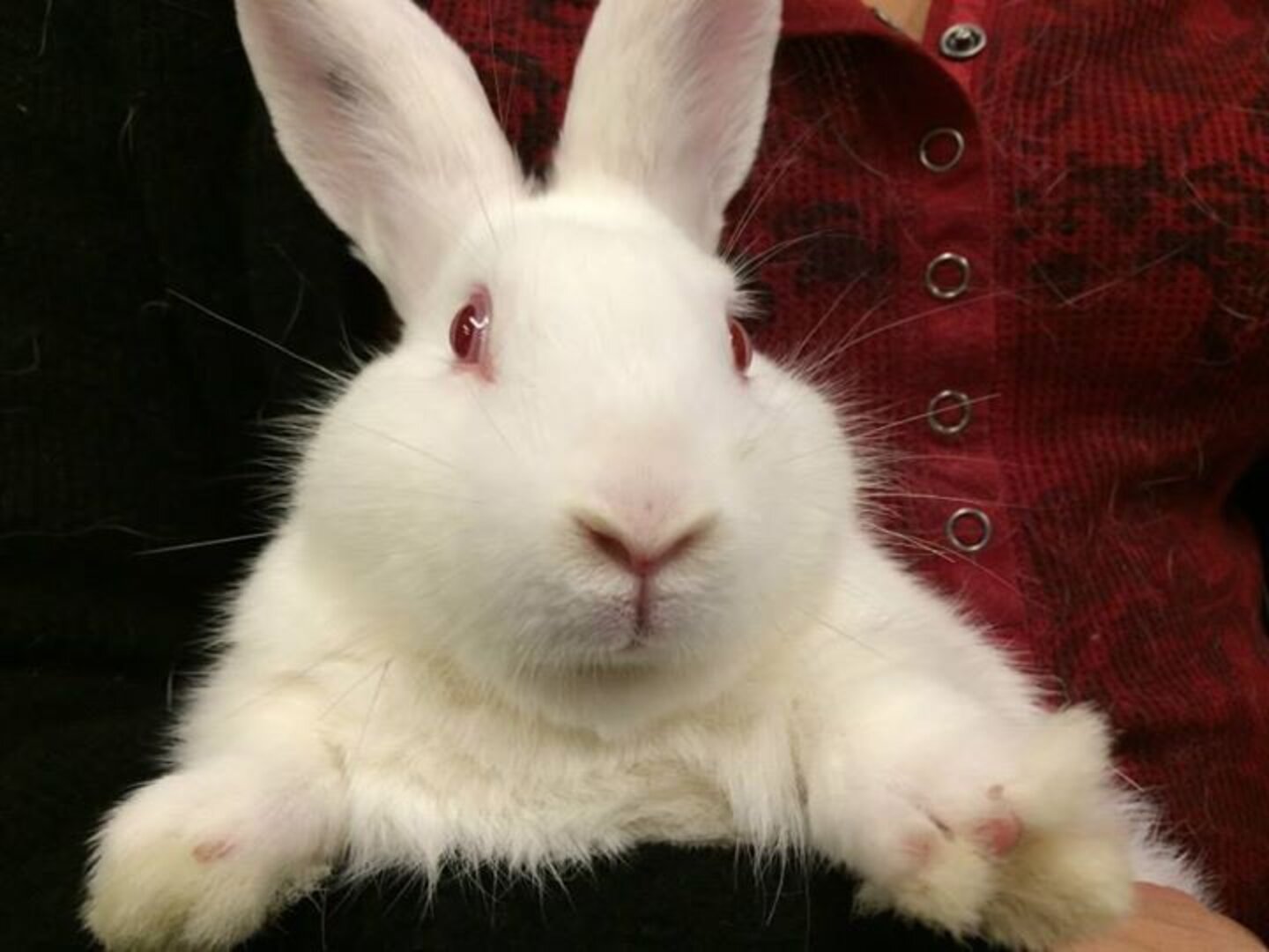 Baby Rabbits Rescued From Brutal Meat Farm Are Waiting For Forever ...