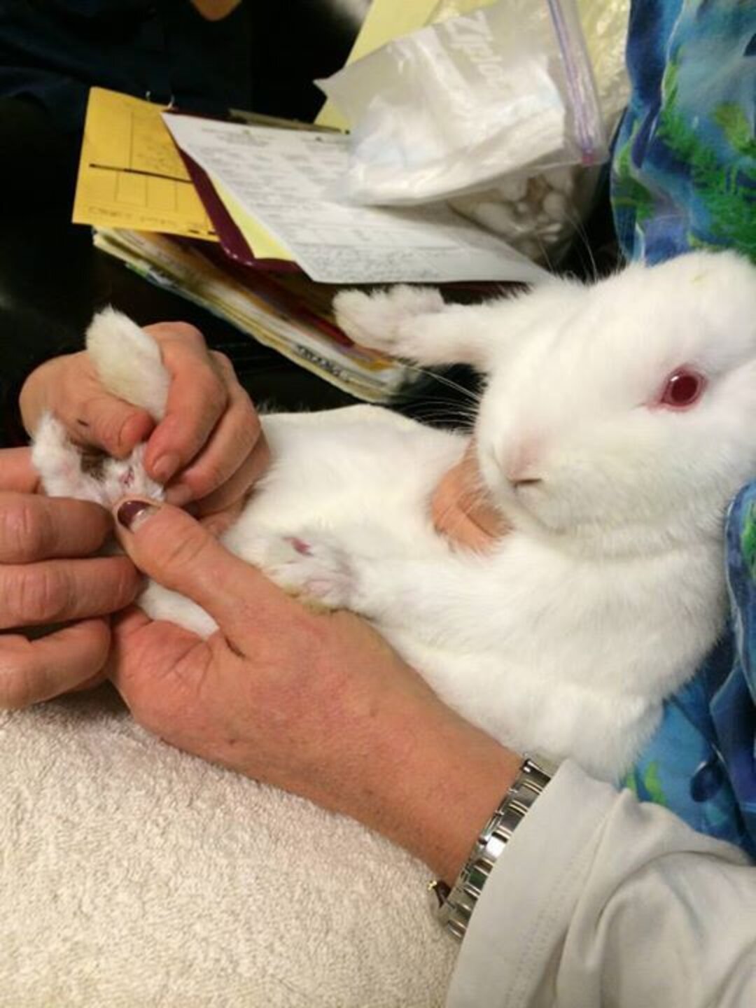 Baby Rabbits Rescued From Brutal Meat Farm Are Waiting For Forever ...