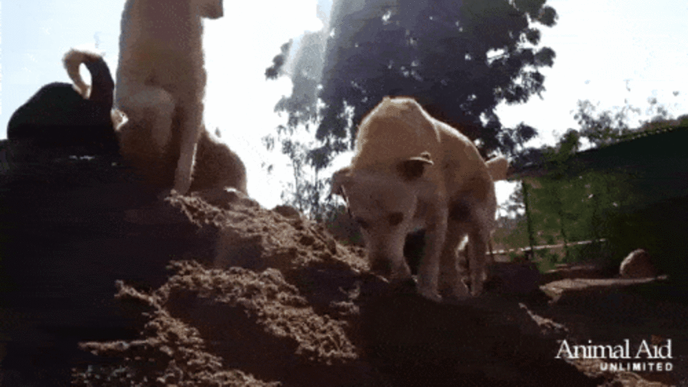 Watch These Rescued Dogs Transform A Pile Of Sand Into A Playground ...