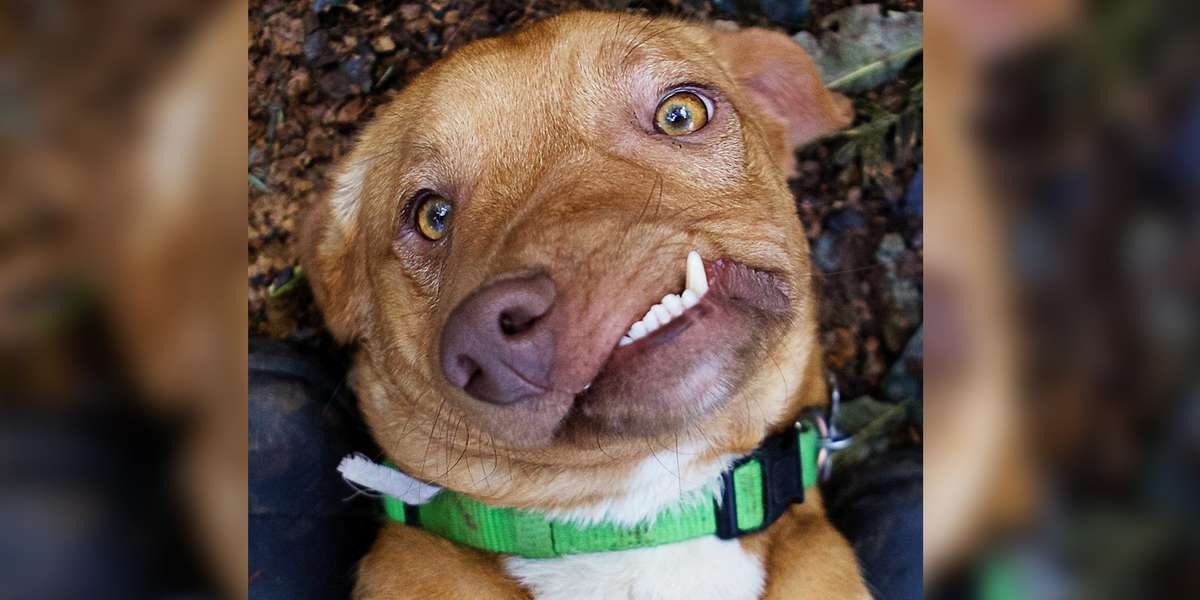 This Dog Has The Most Adorable Smile - Videos - The Dodo