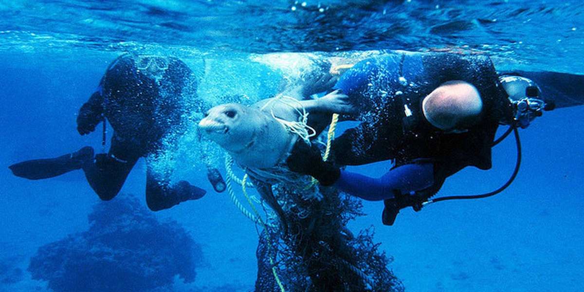 Tragic Images Show Ocean Animals Meeting Our Garbage - The Dodo