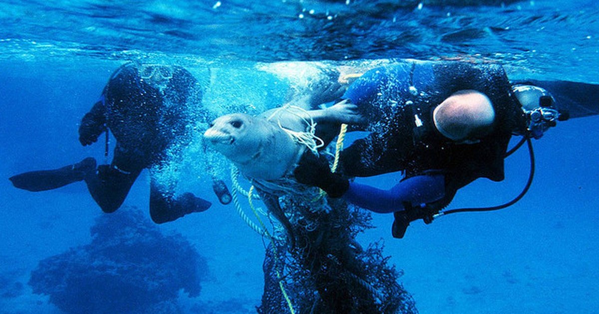 Tragic Images Show Ocean Animals Meeting Our Garbage - The Dodo