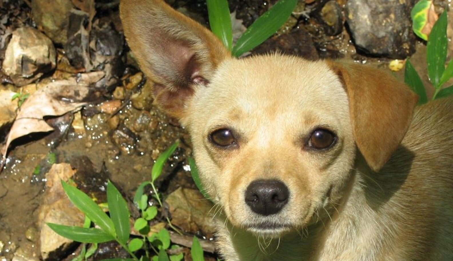 'Dead And Buried' Dog Shows Up At Shelter Weeks Later ... Alive - The Dodo