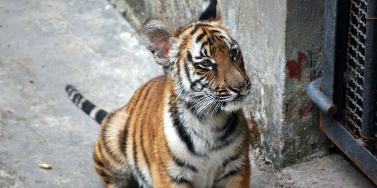 Can The World's Tigers Survive This Virus? - The Dodo