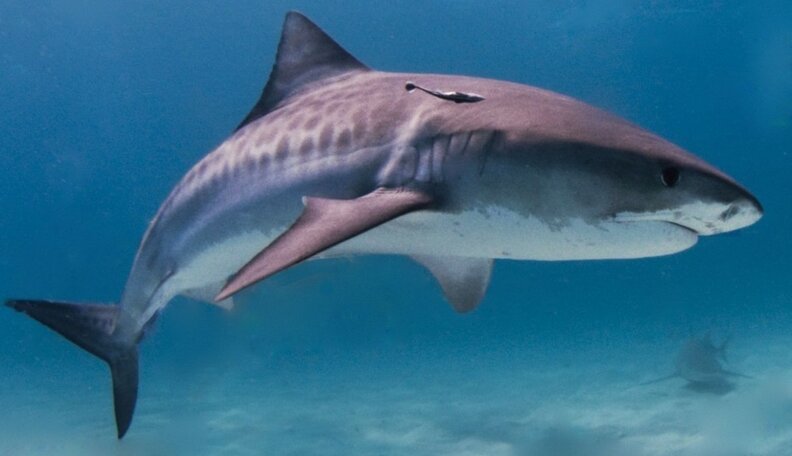 First Shark Shot Dead As Australia's Controversial Cull Begins - The Dodo