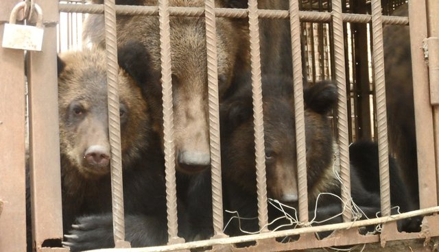 How An Abandoned Soviet Zoo In Ukraine Is Becoming A Sanctuary For Its ...