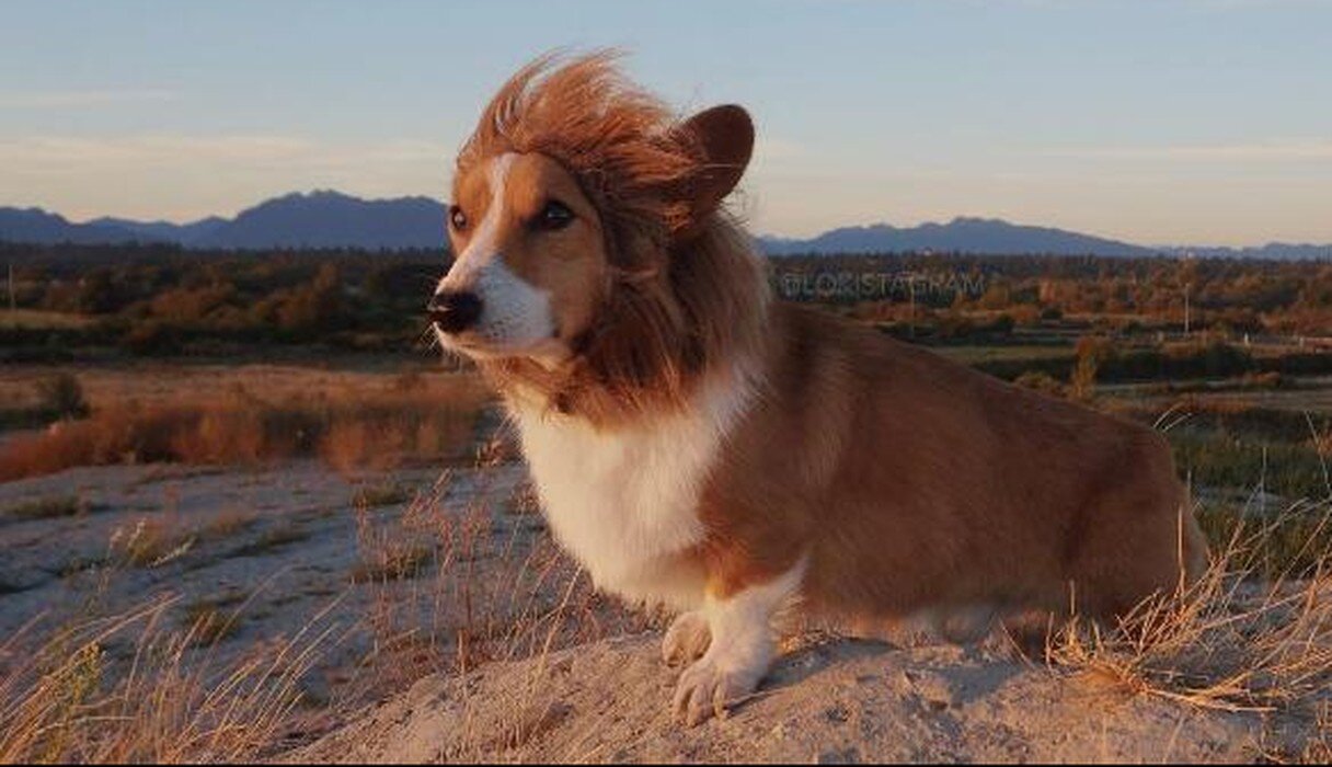 Famous Corgi - The Dodo