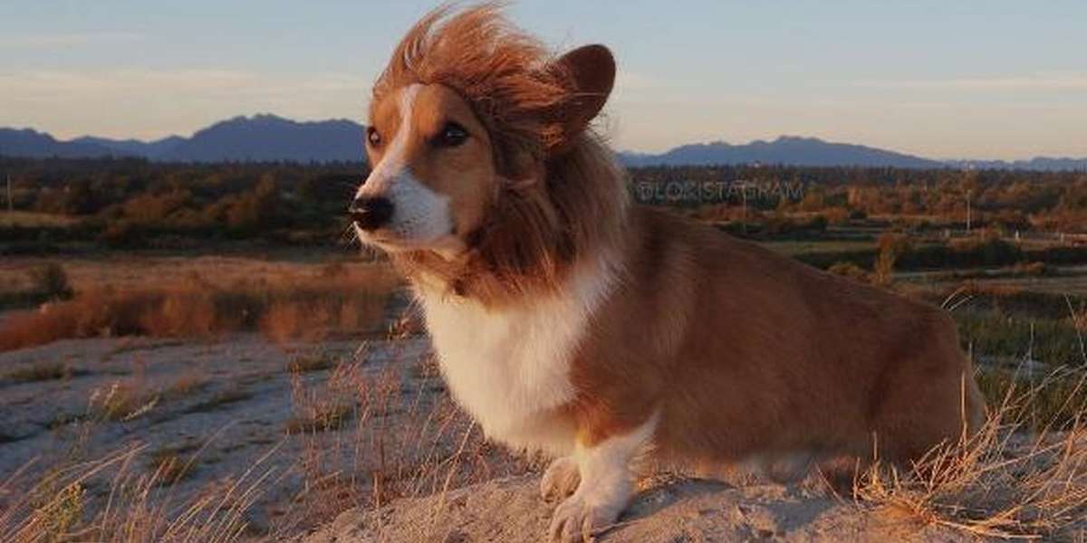 Corgis Of Instagram Come Together To Say Goodbye To Loki - The Dodo