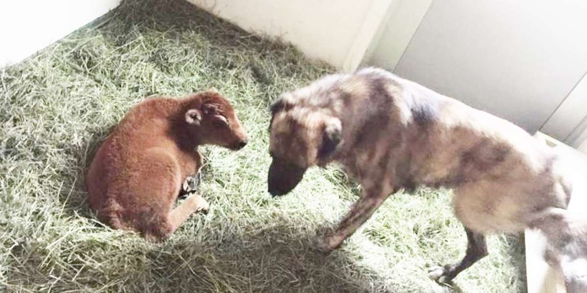 Tiny Bison Becomes Friends With Every Animal She Meets - The Dodo