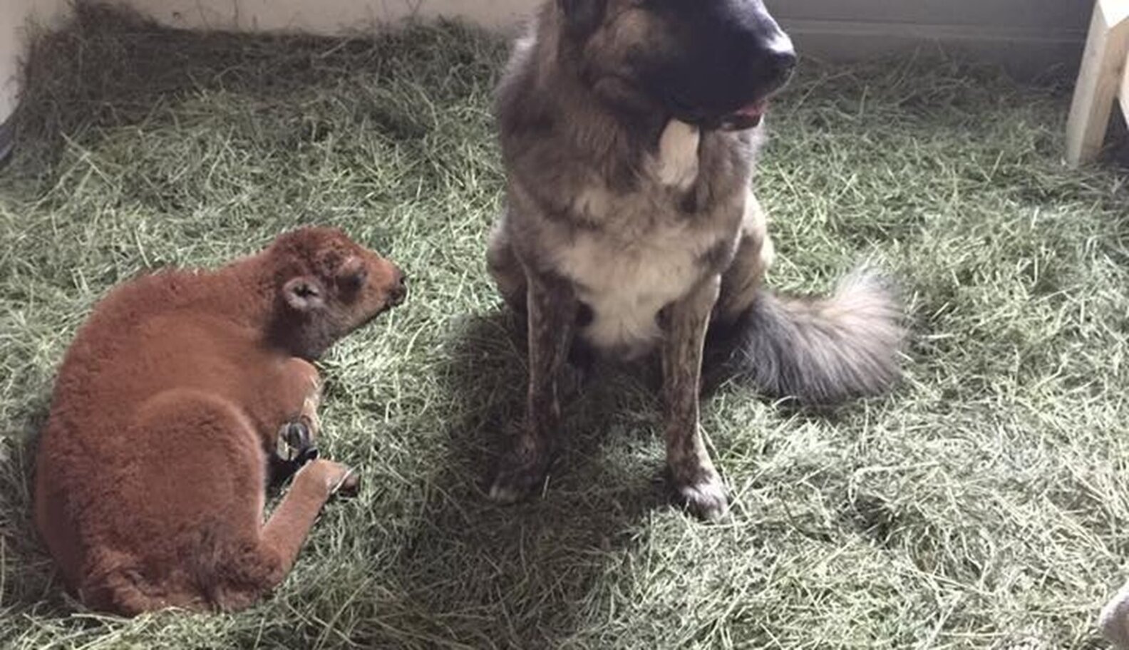 Tiny Bison Becomes Friends With Every Animal She Meets - The Dodo