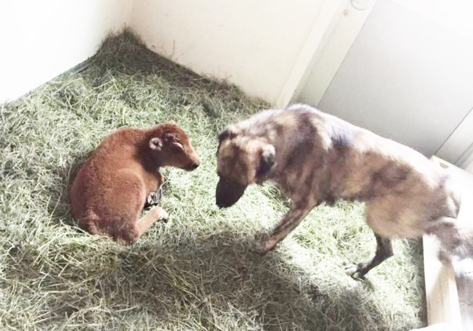 Tiny Bison Becomes Friends With Every Animal She Meets - The Dodo