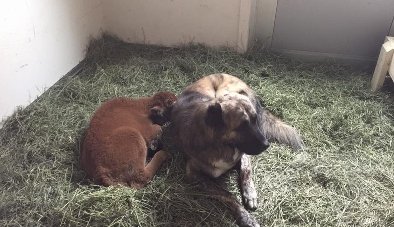 Tiny Bison Becomes Friends With Every Animal She Meets - The Dodo