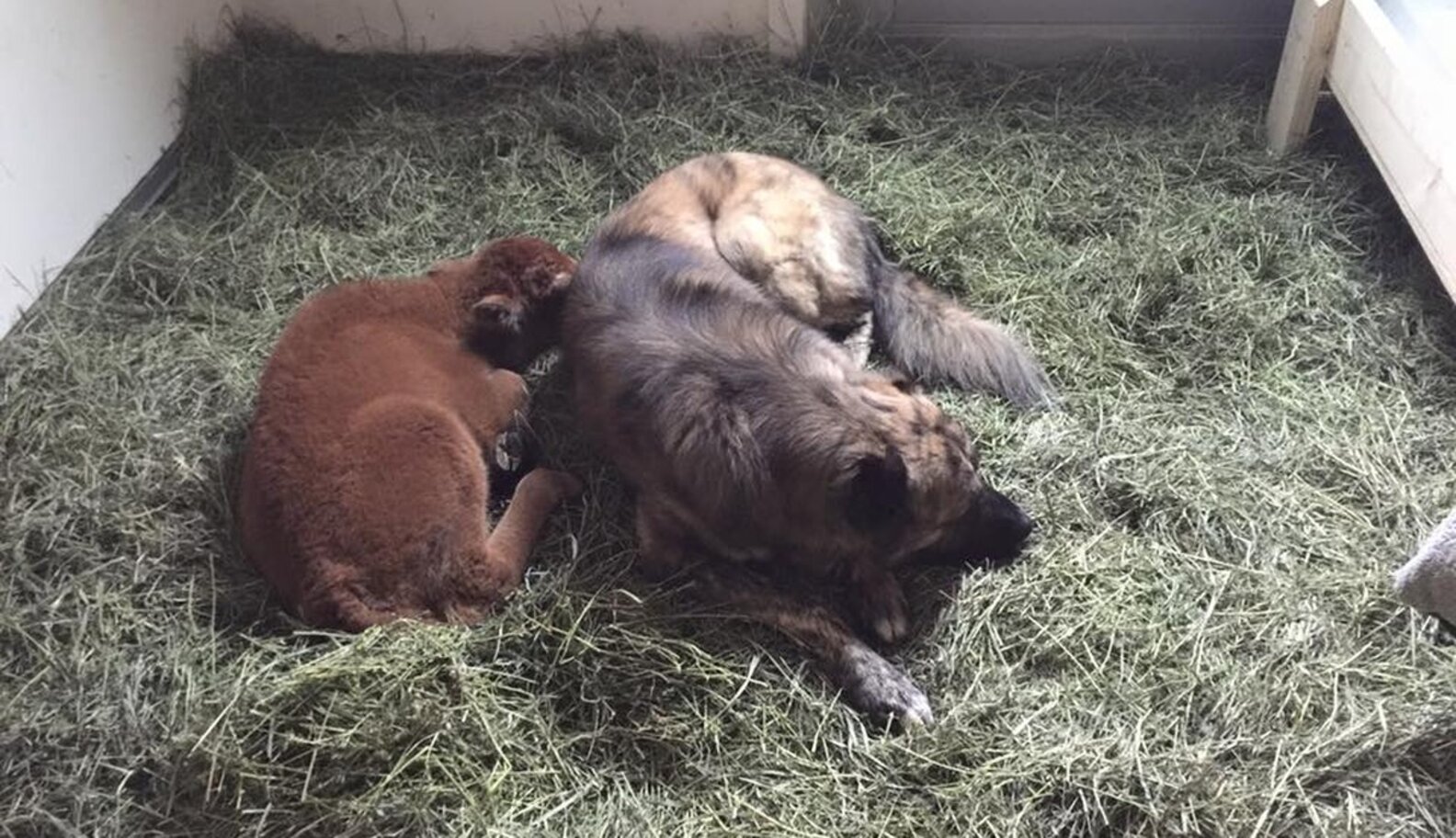 Tiny Bison Becomes Friends With Every Animal She Meets - The Dodo