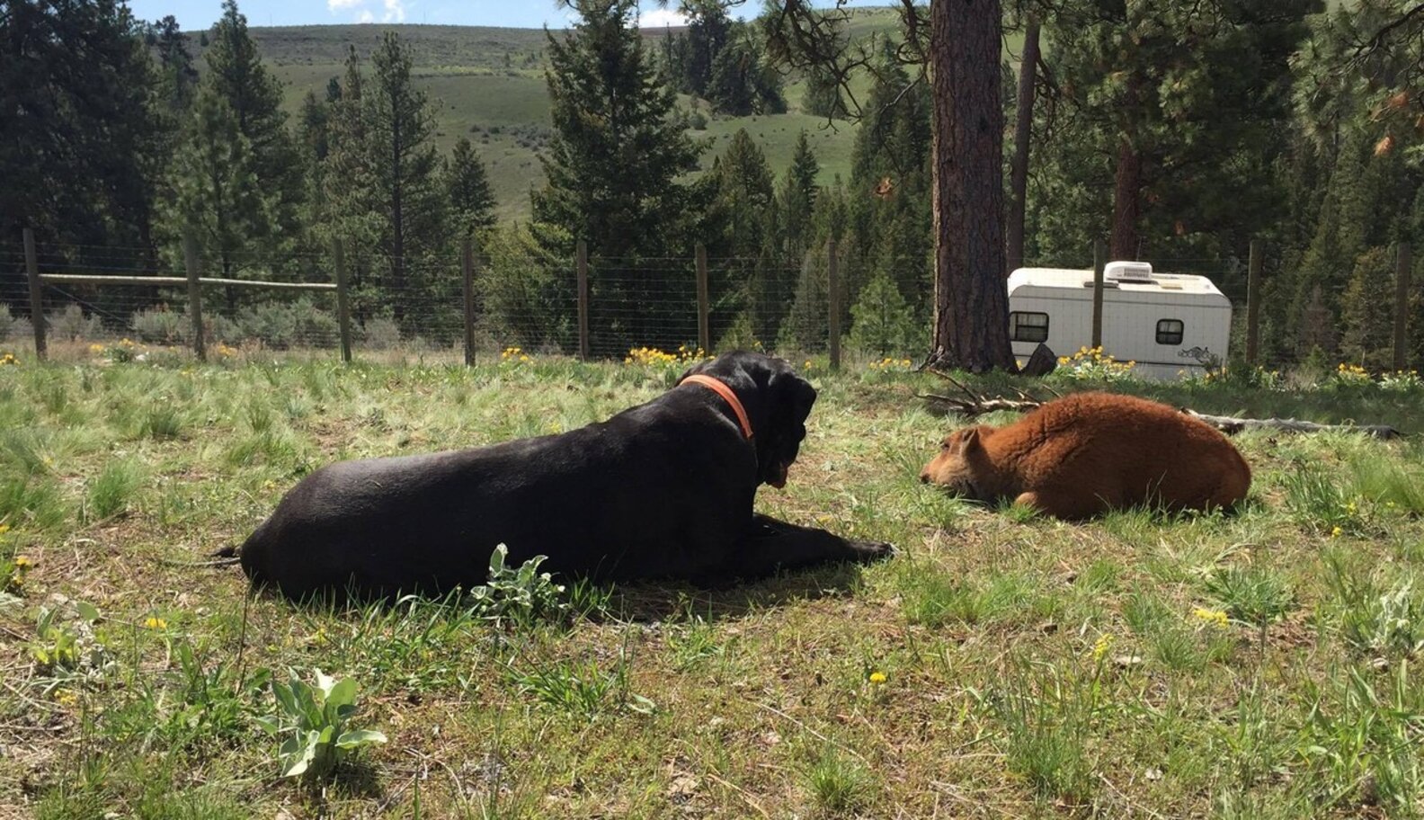 Tiny Bison Becomes Friends With Every Animal She Meets - The Dodo