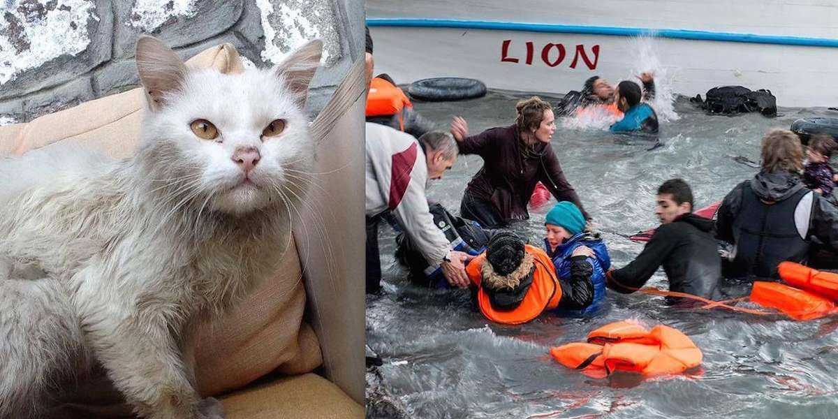People Are Doing Everything To Reunite Refugee Cat With His Family ...