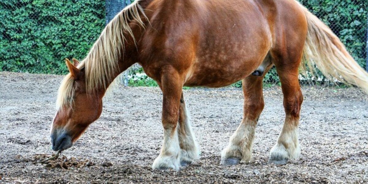 Horseless Carriages Unveiled In NYC: Horses Off The Streets Soon - The Dodo