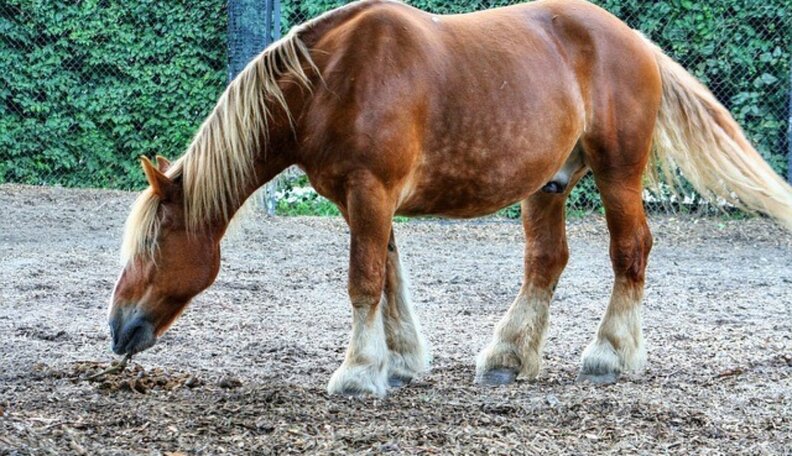 Horseless Carriages Unveiled In NYC: Horses Off The Streets Soon - The Dodo