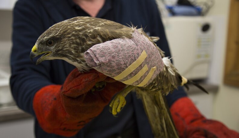 Death-Defying Bird Goes Back To The Wild - The Dodo