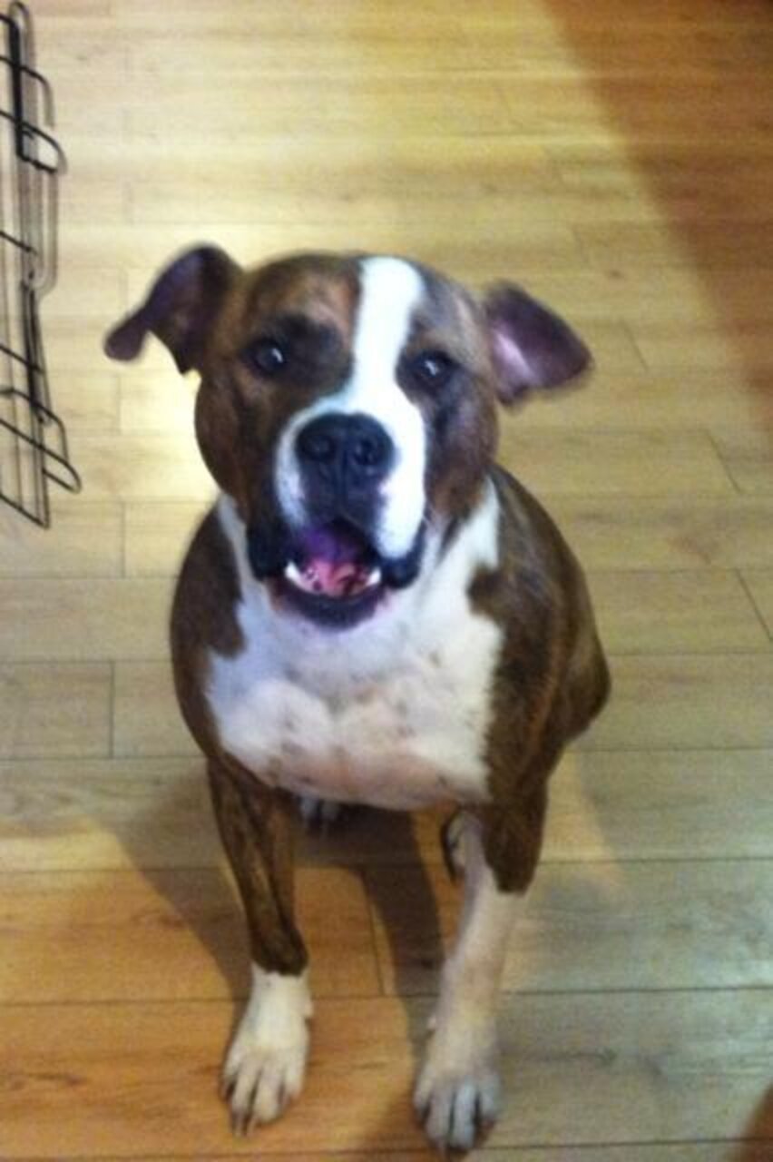 Kidnapped For 2 Weeks, Rescue Dog Reunited With Family After Scrape ...