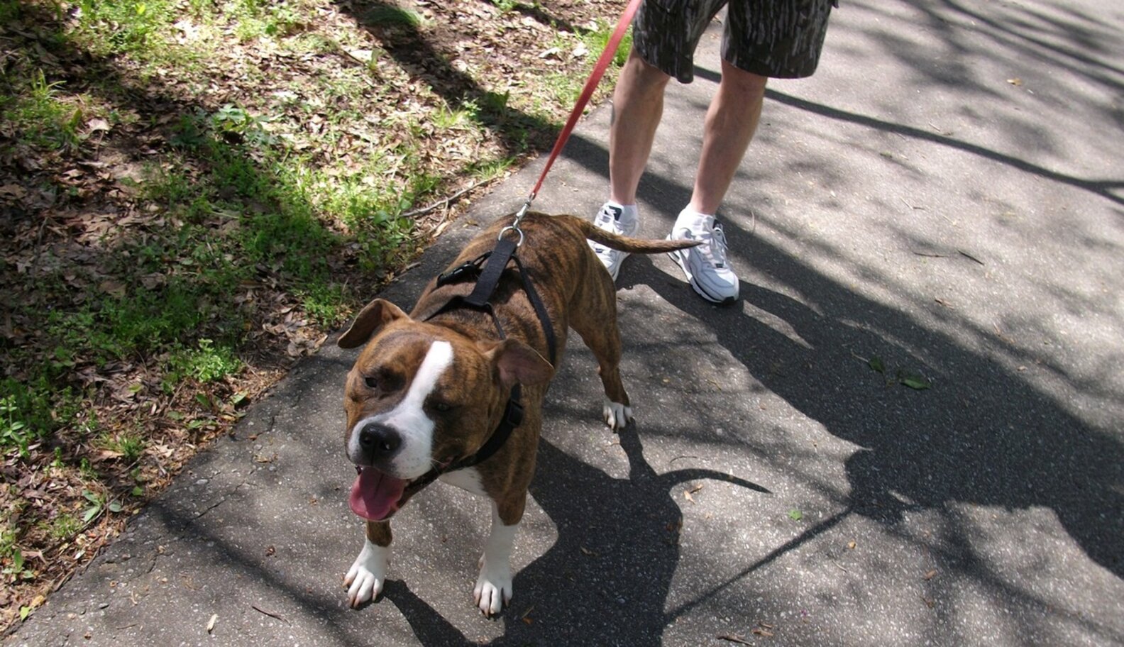 Kidnapped For 2 Weeks, Rescue Dog Reunited With Family After Scrape ...