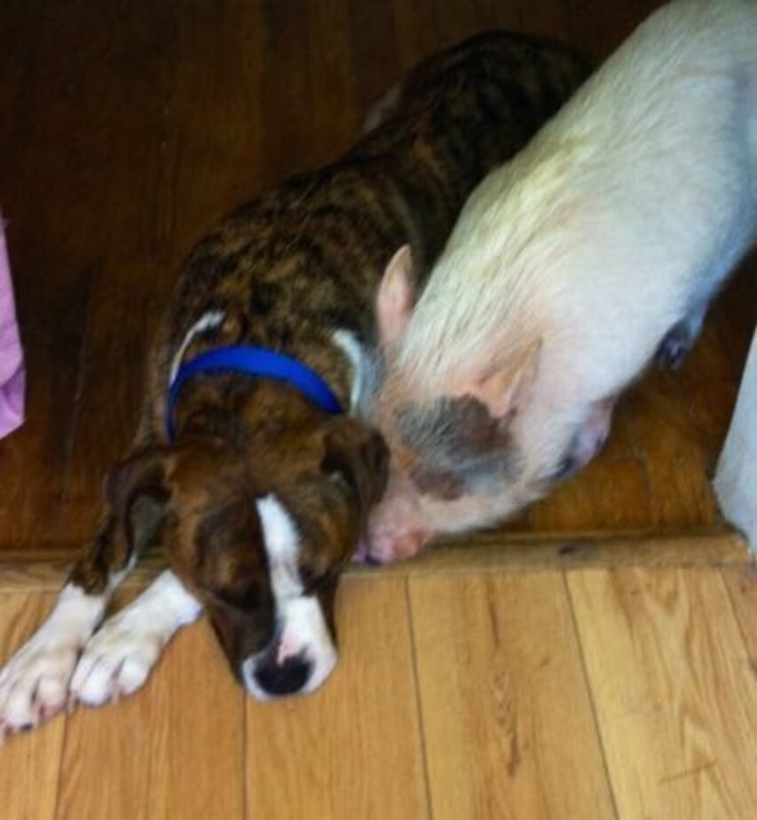 Kidnapped For 2 Weeks, Rescue Dog Reunited With Family After Scrape ...