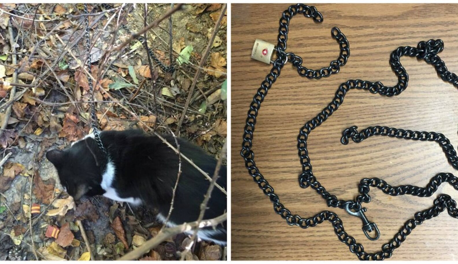 Cat Found Chained And Padlocked In The Forest - The Dodo