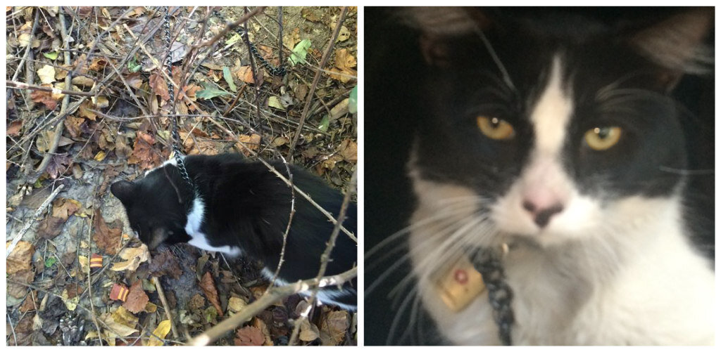 Cat Found Chained And Padlocked In The Forest - The Dodo