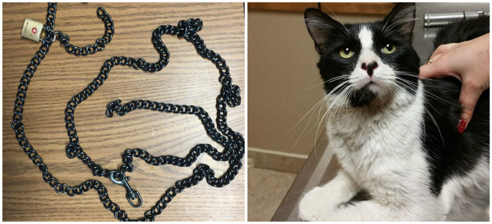 Cat Found Chained And Padlocked In The Forest - The Dodo