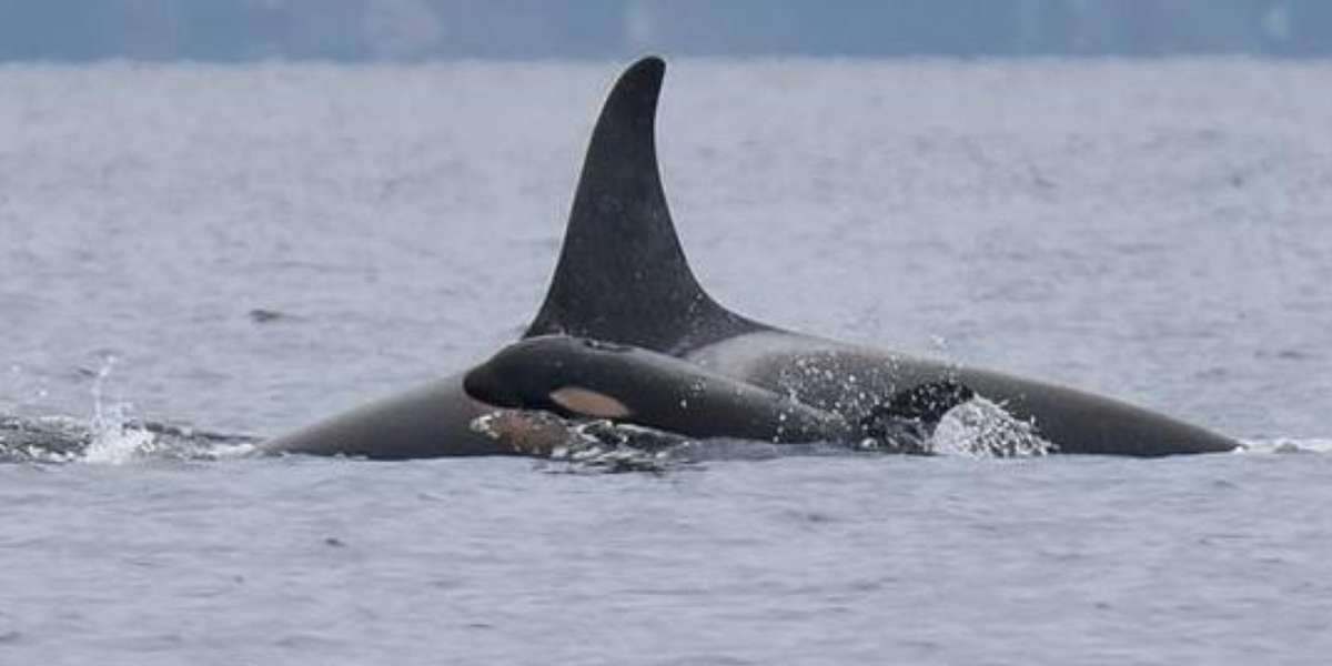Newborn Orca Calf Appears To Have Been Delivered By A Midwife - The Dodo